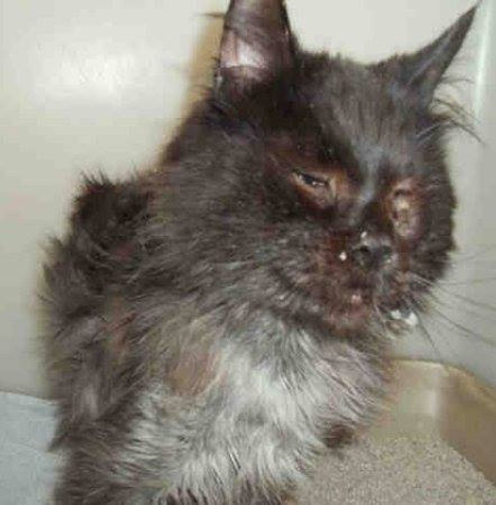 Cat Rescued from Terrible Condition Surprises Rescuers With His ...