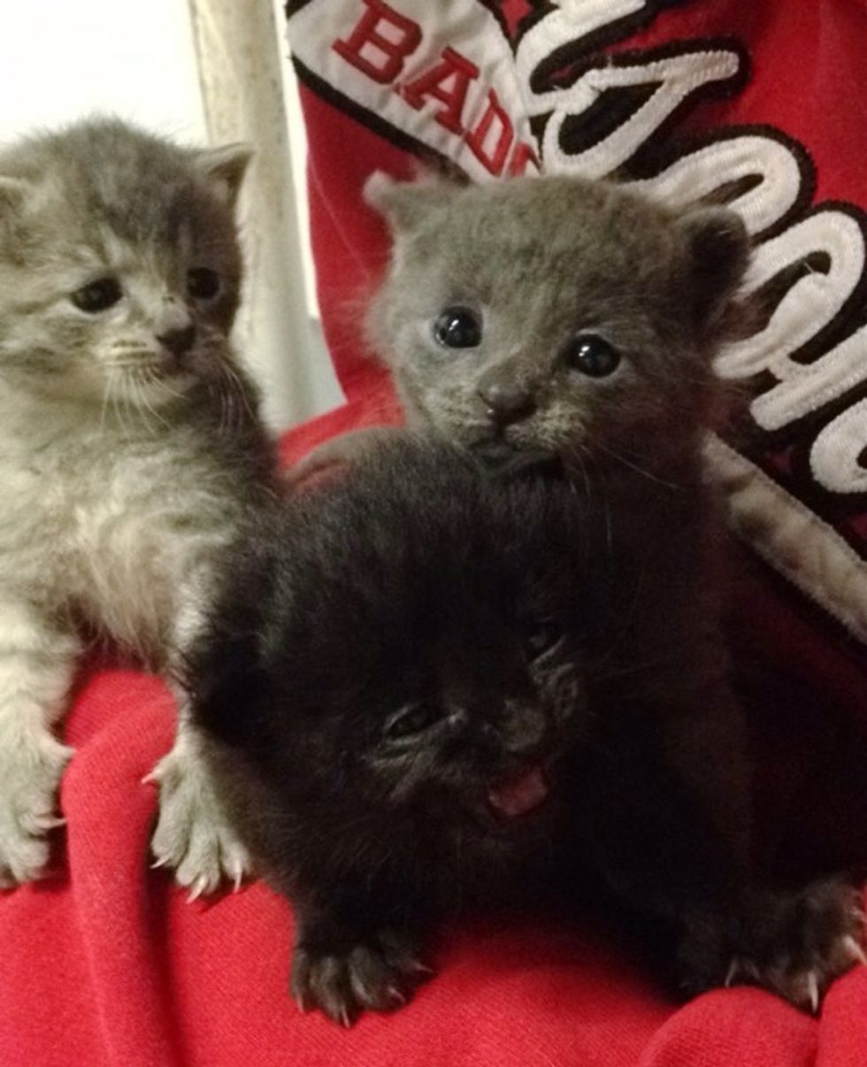 Couple Saves Kittens from Freezing Cold But After 20 Minutes of ...