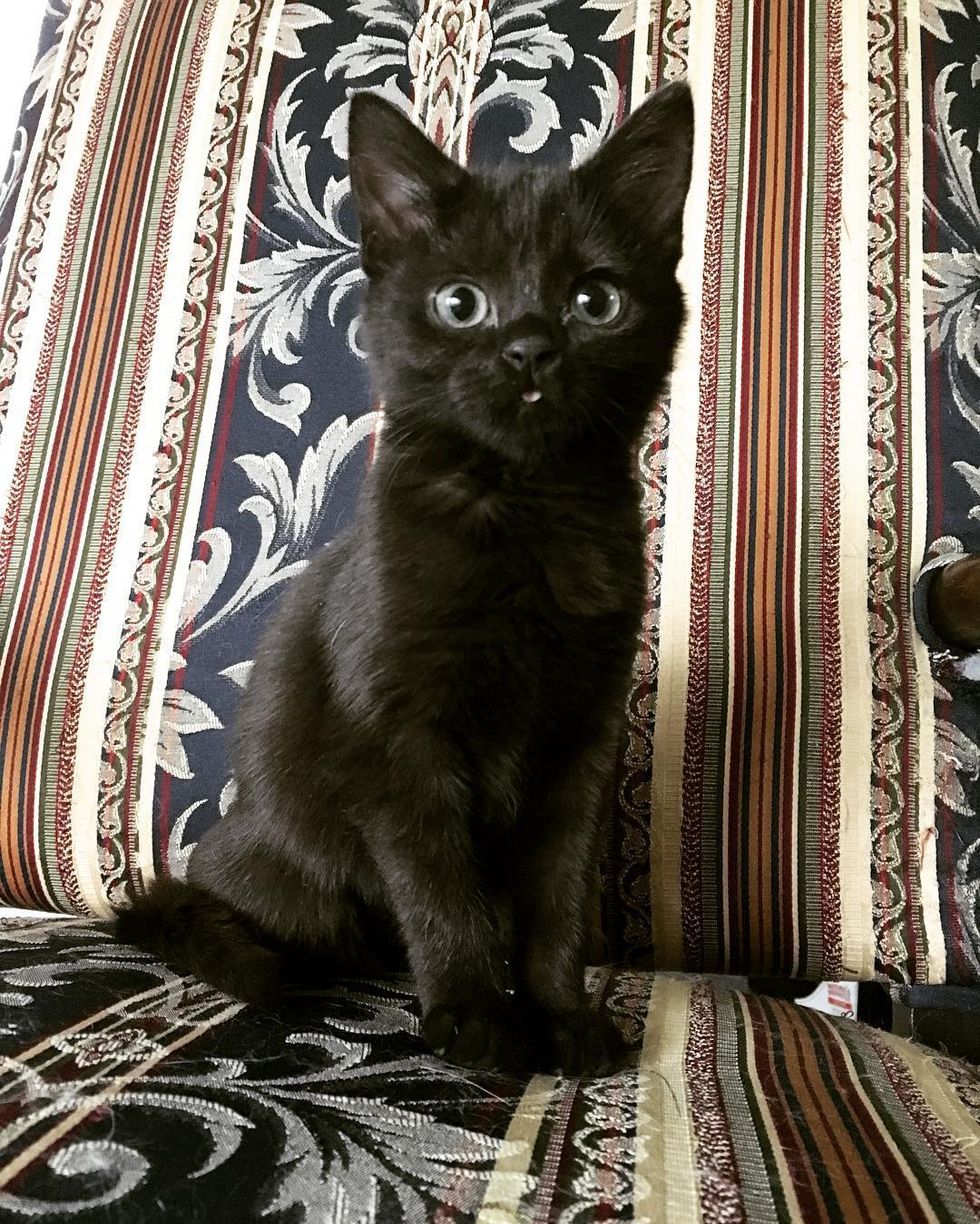 Woman Took a Chance on Micro Kitten Who Was Size of a Thumb, Now Months ...