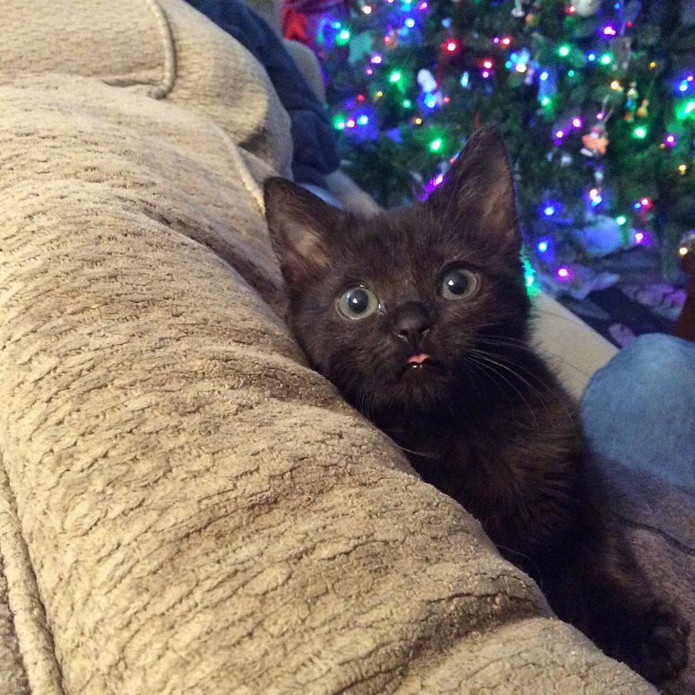 Woman Took a Chance on Micro Kitten Who Was Size of a Thumb, Now Months ...