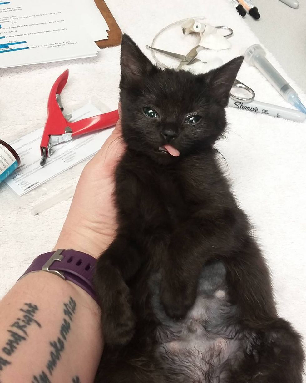 Woman Took a Chance on Micro Kitten Who Was Size of a Thumb, Now Months ...