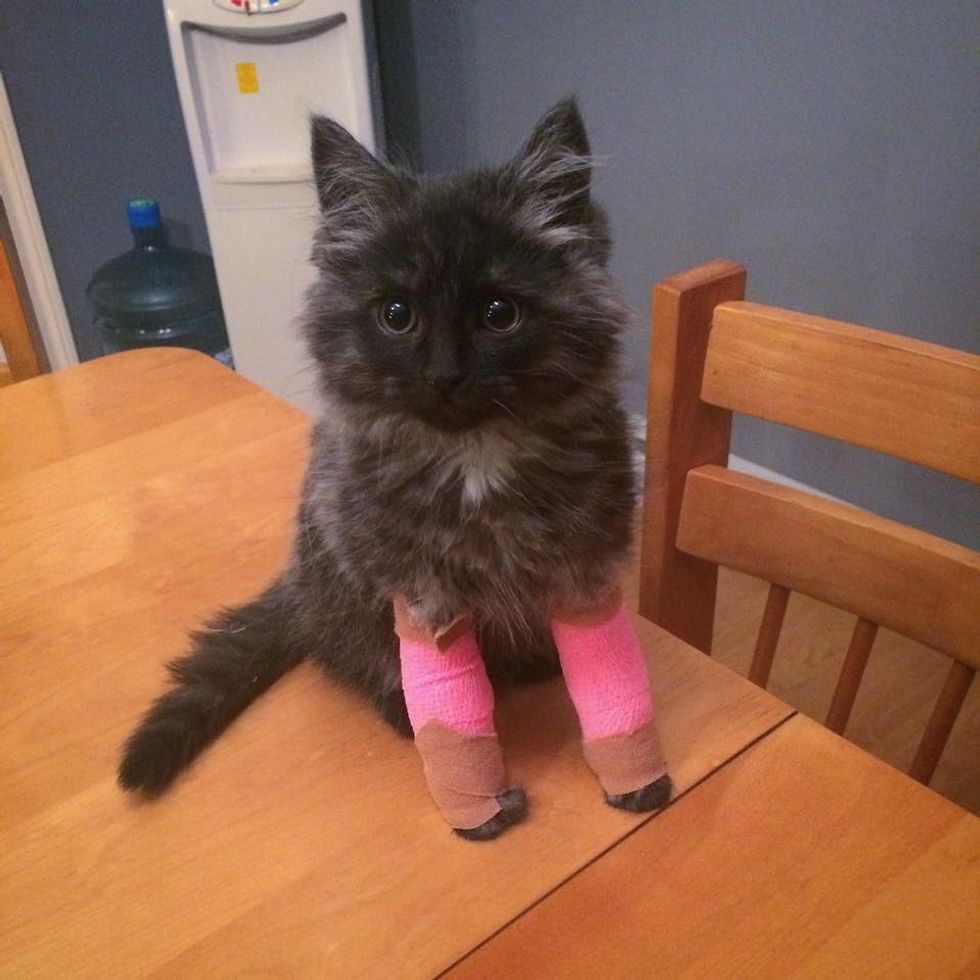 Cat Born with Crooked Front Legs Gets a Chance to Walk For the First ...