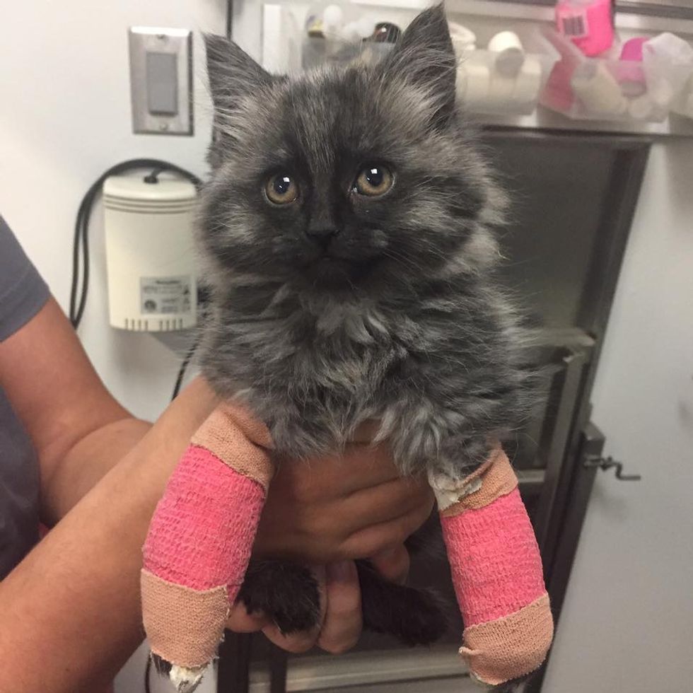 Cat Born with Crooked Front Legs Gets a Chance to Walk For the First ...