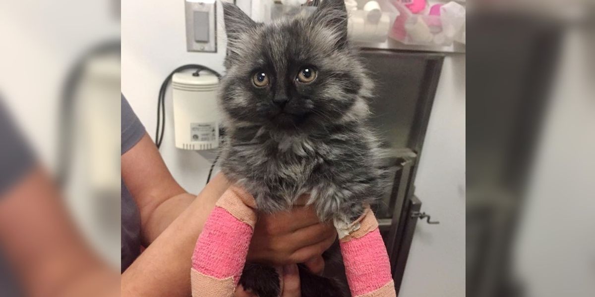 Cat Born with Crooked Front Legs Gets a Chance to Walk For the First ...