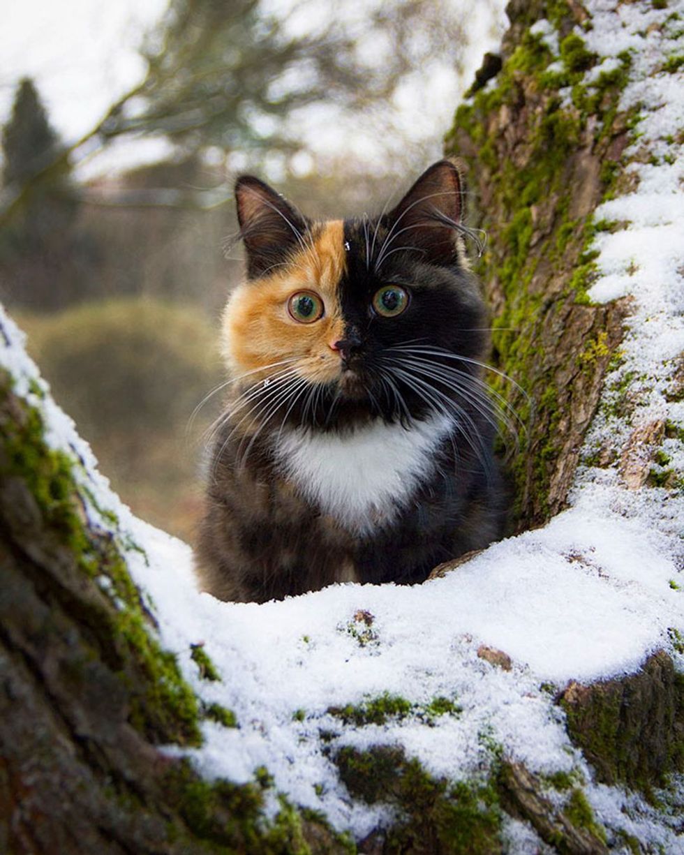 Tortie Cat Rocks Her Purrfect Two-Toned Face in These Beautiful ...