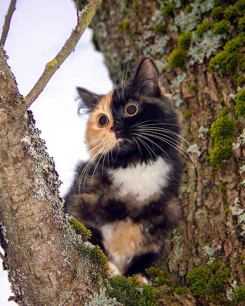 Tortie Cat Rocks Her Purrfect Two-Toned Face in These Beautiful ...