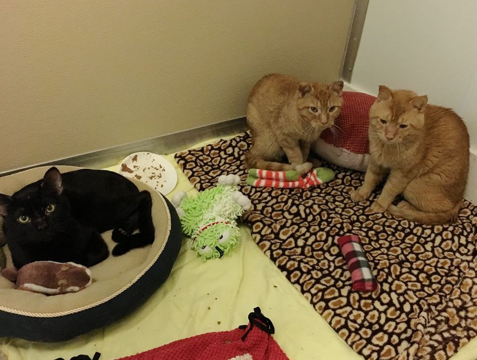 Three Bonded Cat Brothers Survive Bitter Cold by Sticking Together ...