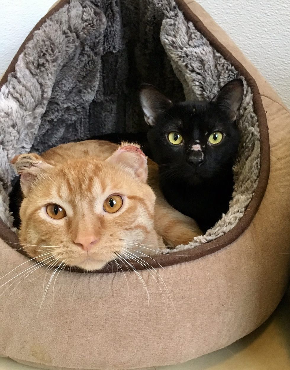 Three Bonded Cat Brothers Survive Bitter Cold by Sticking Together ...