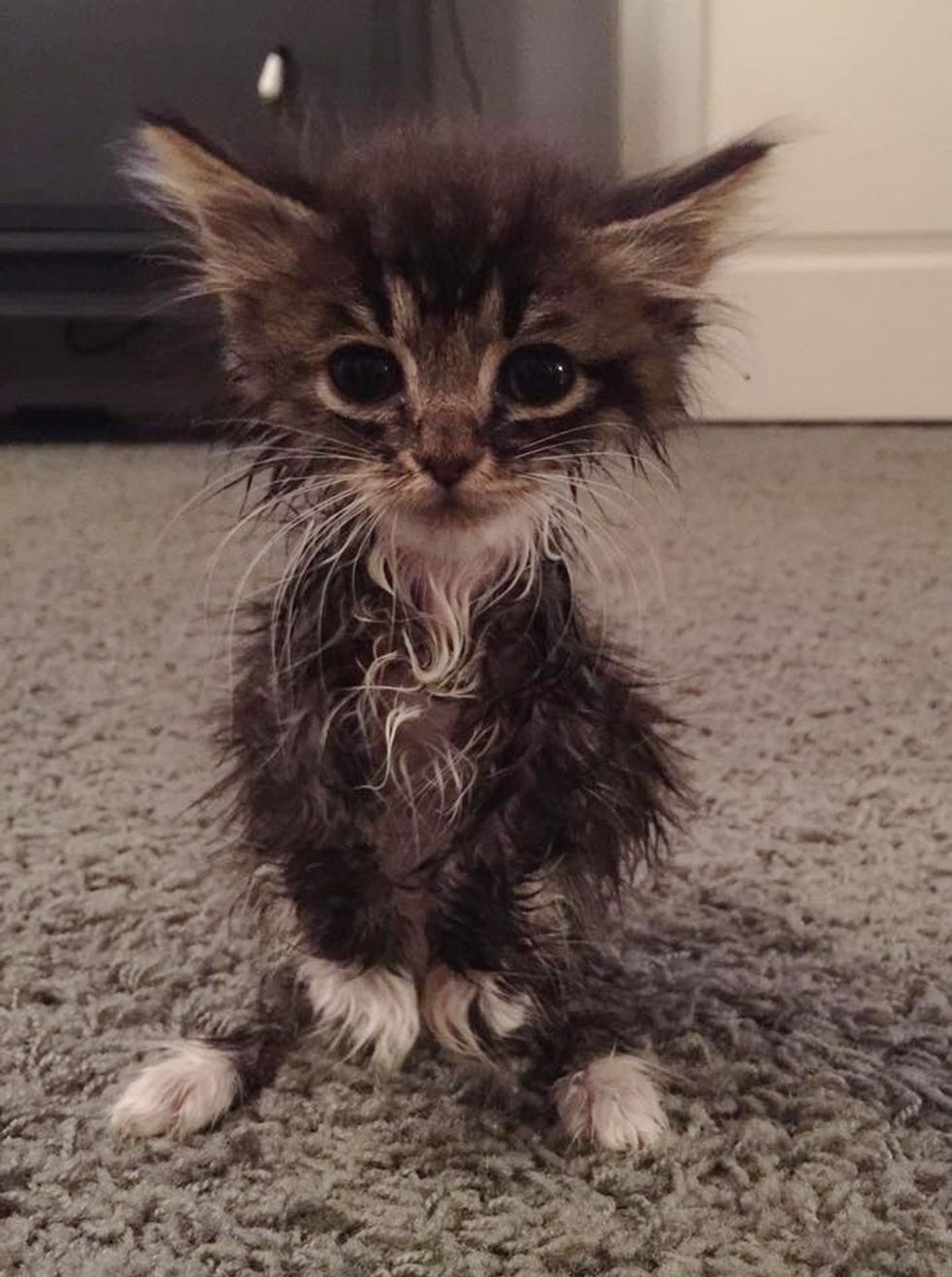 Runty Kitty Born without Elbow Joints Blossoms into a Beautiful Floofy ... Runty Kitty Born without Elbow Joints Blossoms into a Beautiful Floofy ...