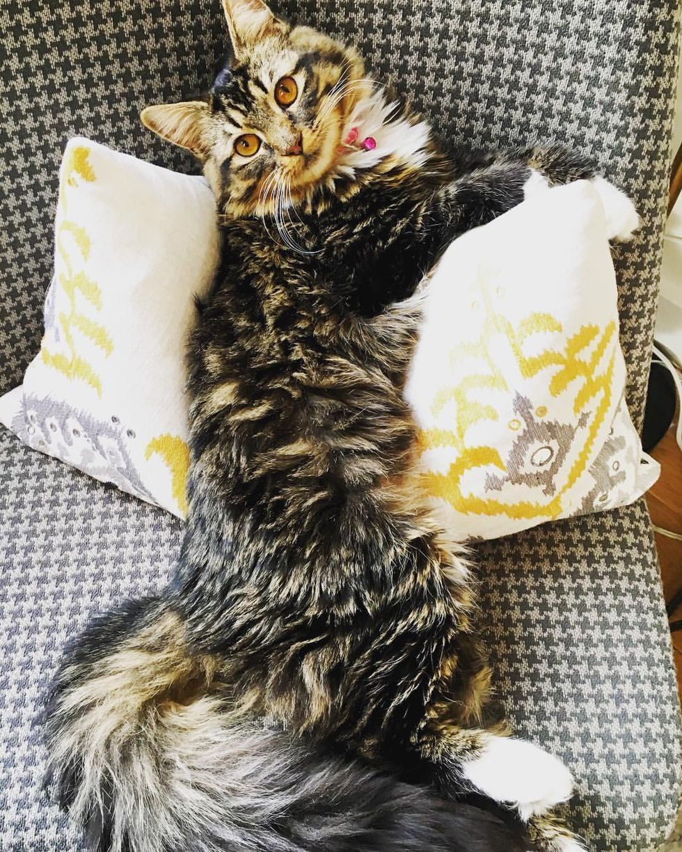 Runty Kitty Born without Elbow Joints Blossoms into a Beautiful Floofy ...