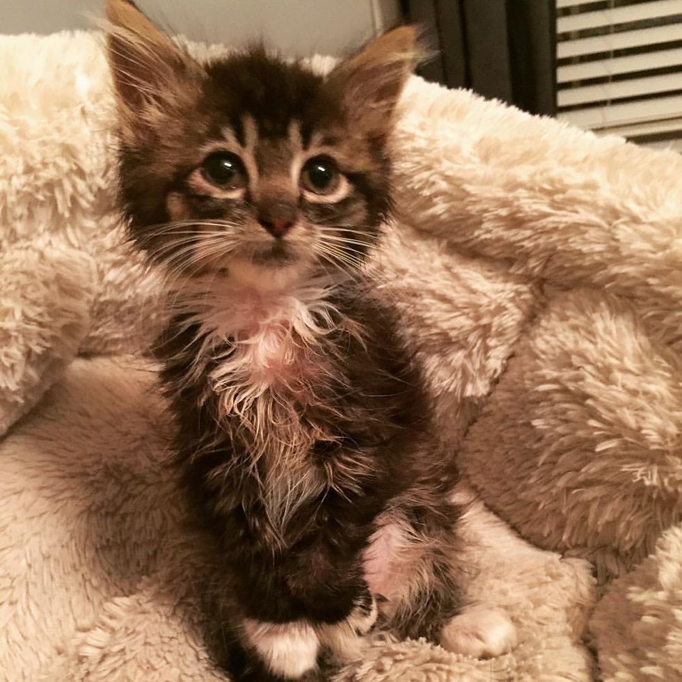 Runty Kitty Born without Elbow Joints Blossoms into a Beautiful Floofy ...