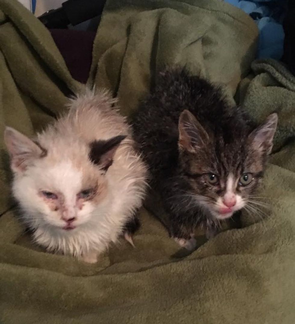 2 Rescue Kittens Bond at Shelter and Give Each Other Strength to Hang ...