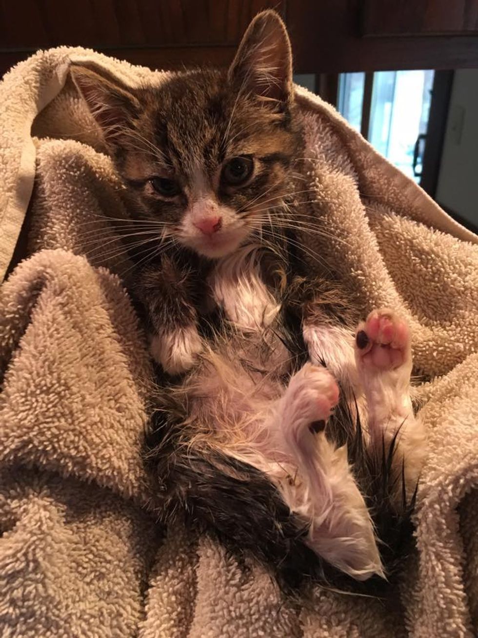 2 Rescue Kittens Bond at Shelter and Give Each Other Strength to Hang ...