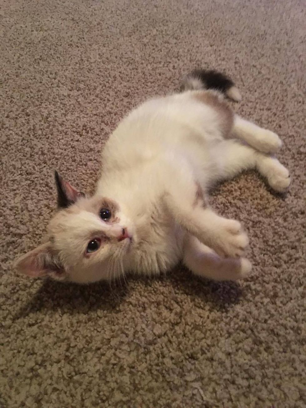 2 Rescue Kittens Bond at Shelter and Give Each Other Strength to Hang ...