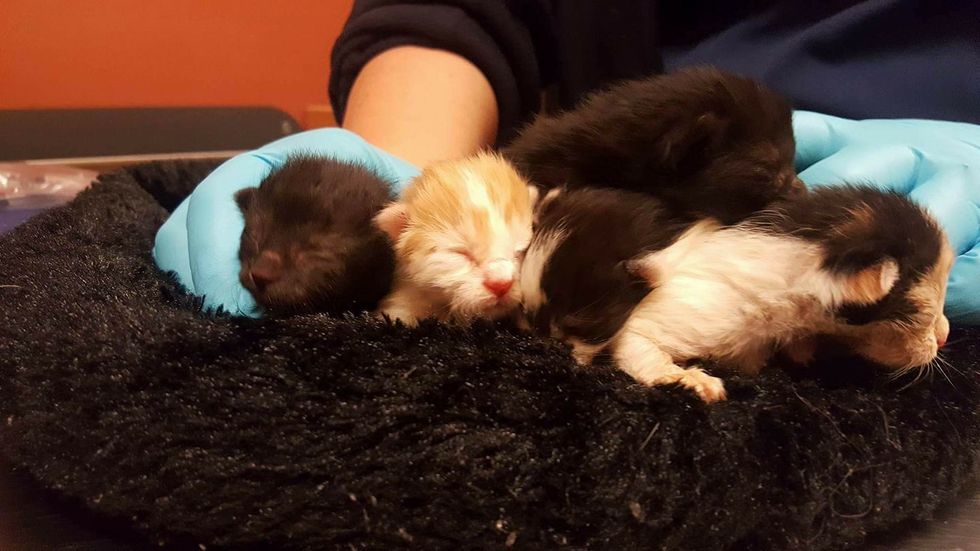 Kitten Who Was Pronounced Dead at Birth Makes Miraculous Comeback ...