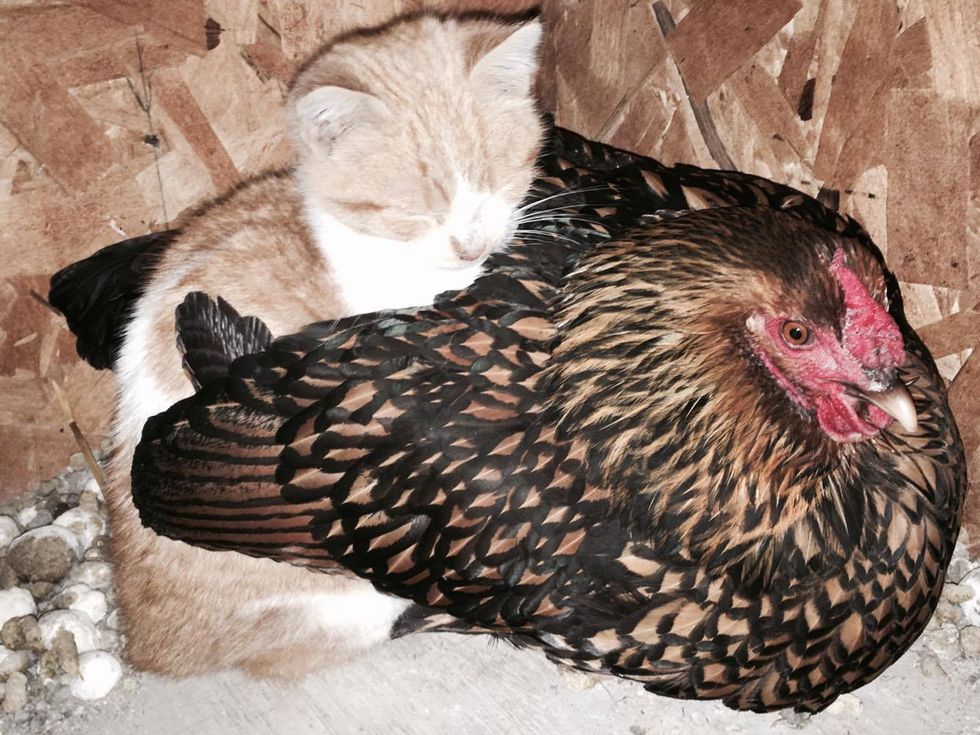 Family Finds Stray Kitten Cuddling Up to Unlikely Friend in Chicken ...