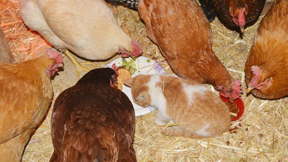 Family Finds Stray Kitten Cuddling Up to Unlikely Friend in Chicken ...