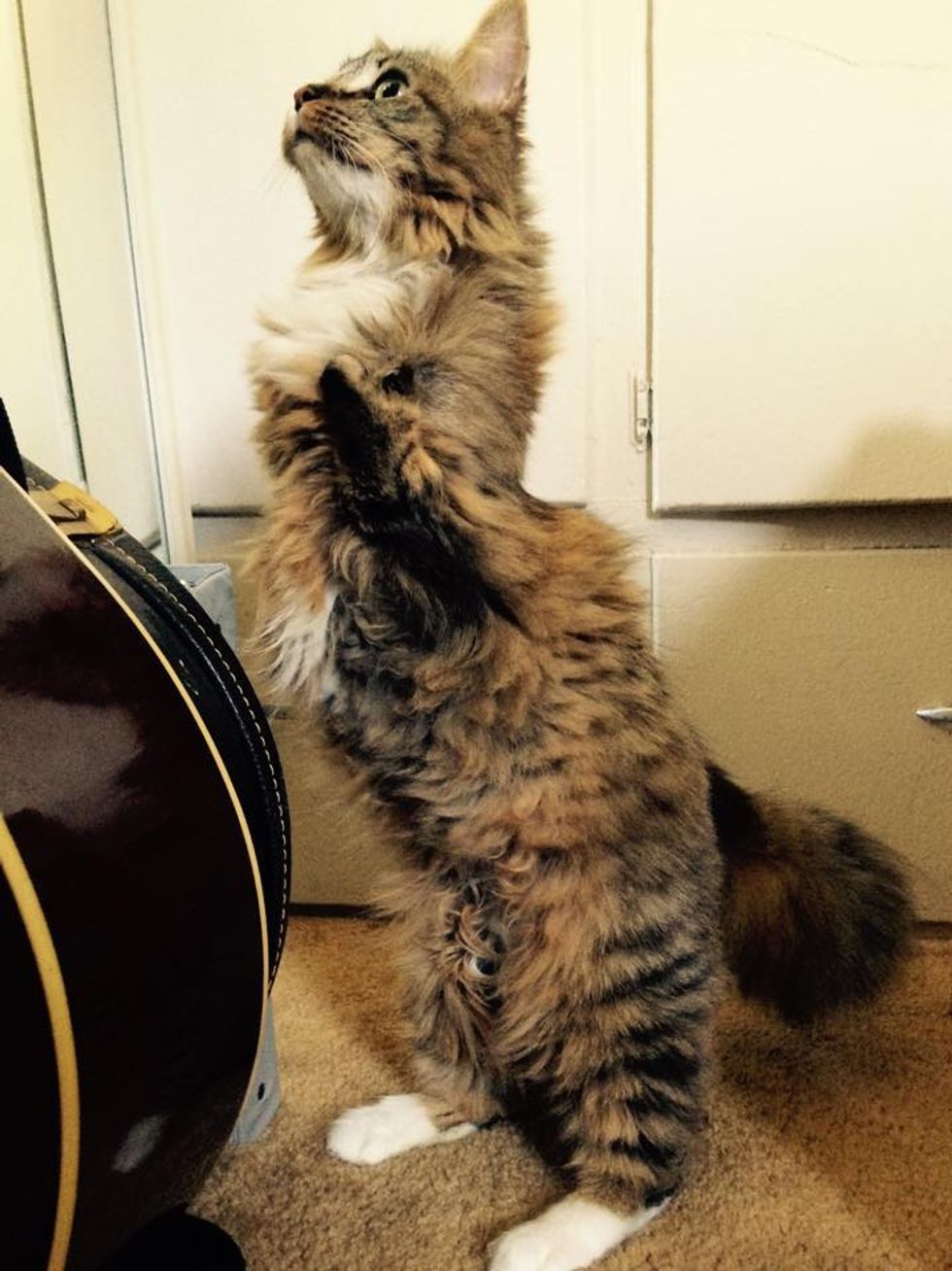 Cat Born with Two Legs Goes from Lying on Her Back to Running on Two ...