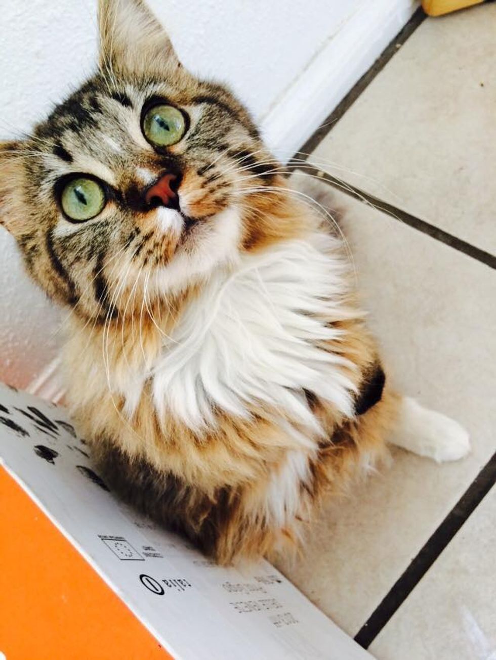 Cat Born with Two Legs Goes from Lying on Her Back to Running on Two ...