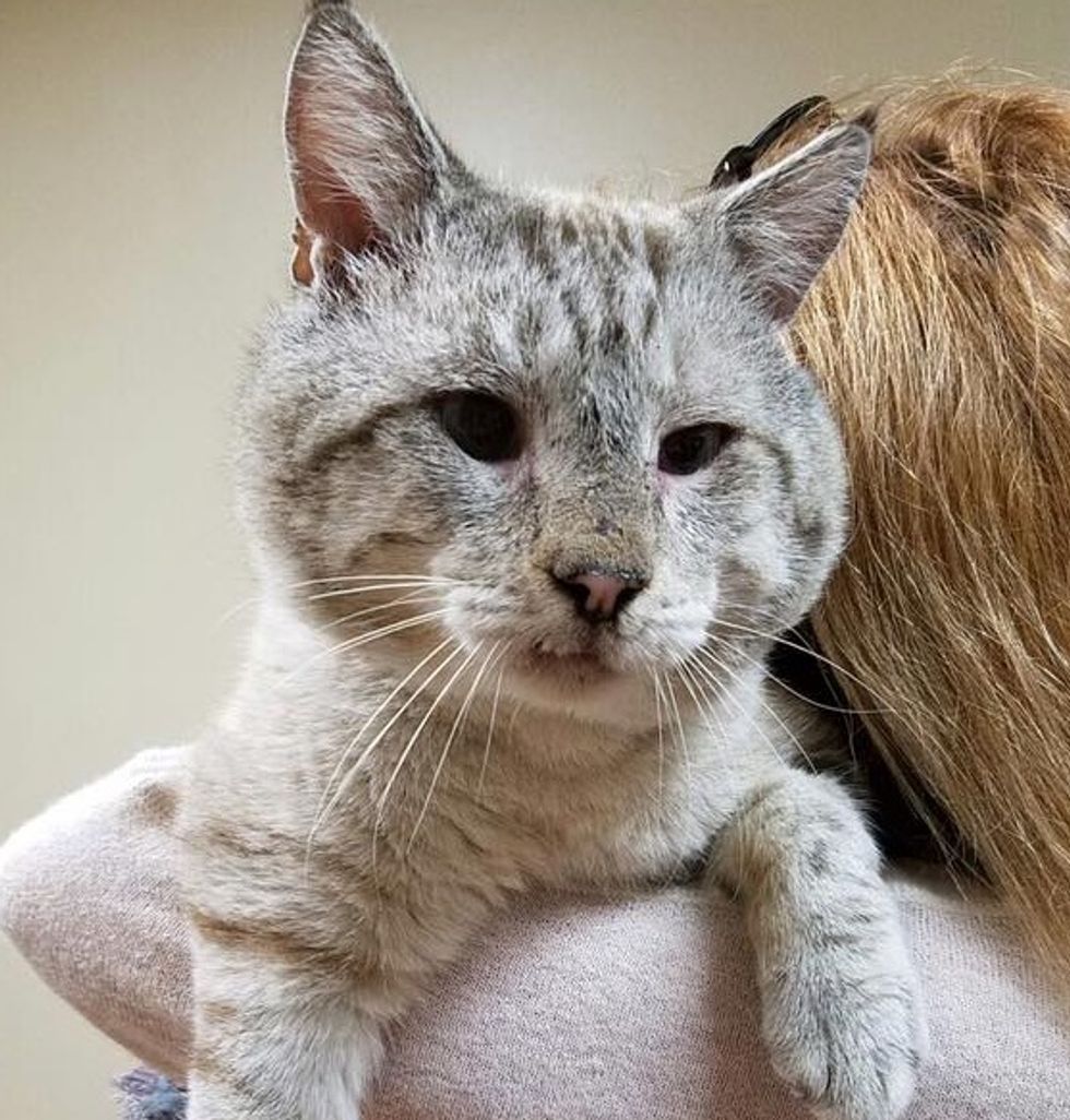 They Take a Chance on a FIV+ Cat with Sweetest Face, He Can't Stop ...