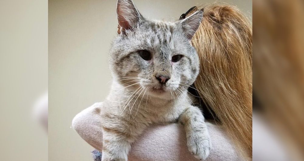 They Take a Chance on a FIV+ Cat with Sweetest Face, He Can't Stop ...