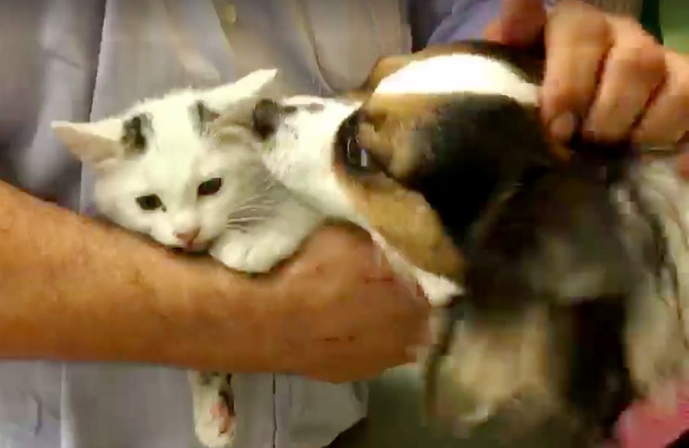 Man Saves Kitten that Falls Out of Bottom of Car During Car Wash - Love ...
