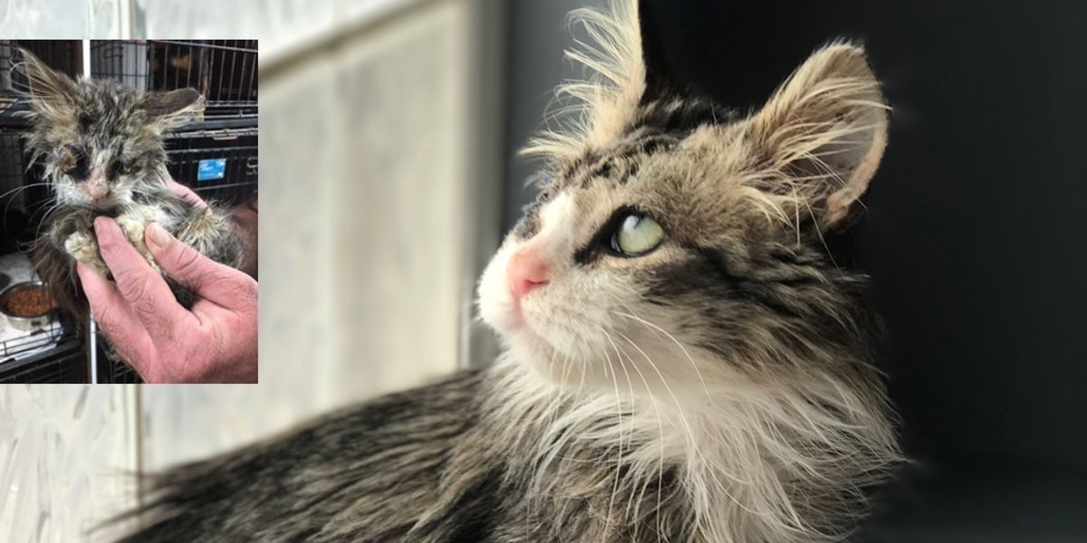 Woman Saves Sick Kitten While Others Decided to Give Up, A Month After ...