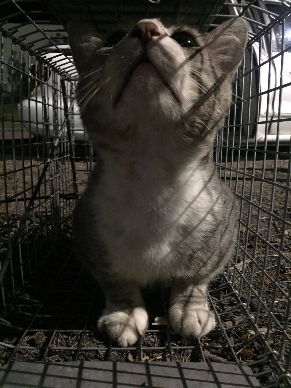 Stray Cat Walks into Trap, Begging to Be Rescued Along with Kittens He ...