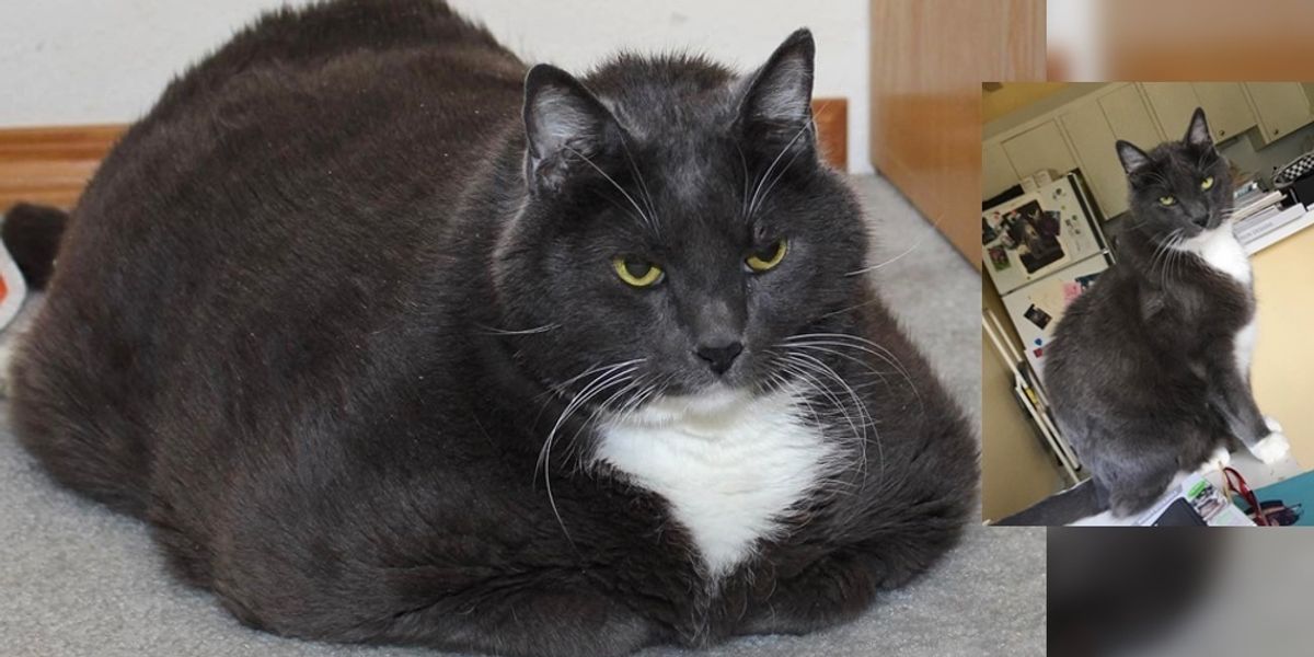 Cat Loses Over 10 Pounds in a Remarkable Journey to Find Happiness ...