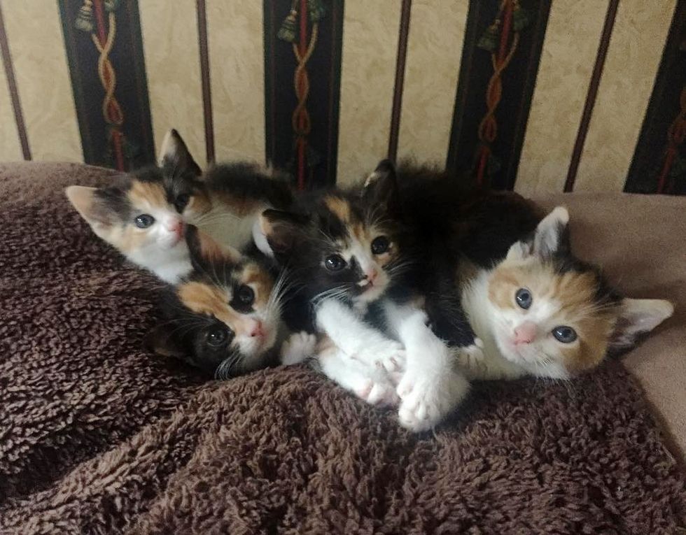 Mama Cat and Her 4 Calico Babies Rescued a Day Before Death Row, Can't ...