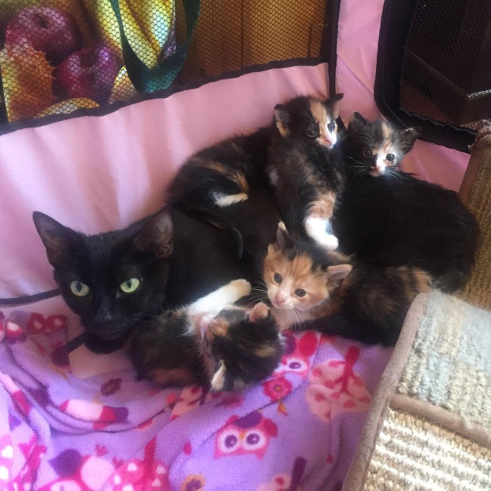 Mama Cat and Her 4 Calico Babies Rescued a Day Before Death Row, Can't ...
