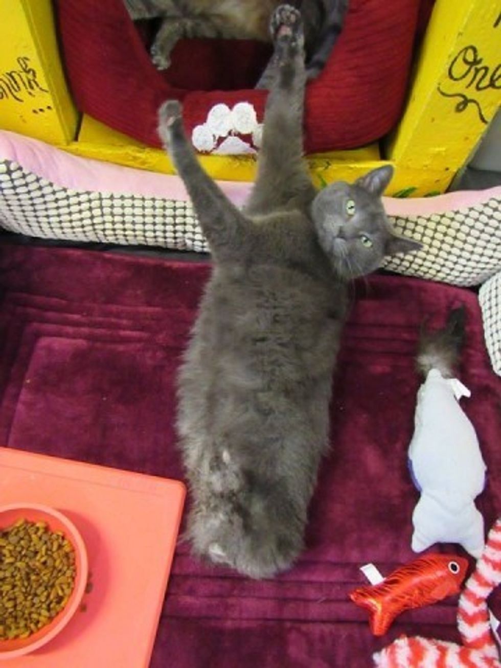 Wonder Cat Without Rear Legs Doesn't Let Anything Slow Him Down - Love Meow