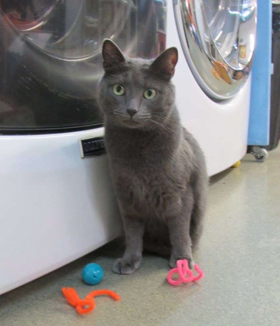 Wonder Cat Without Rear Legs Doesn't Let Anything Slow Him Down - Love Meow