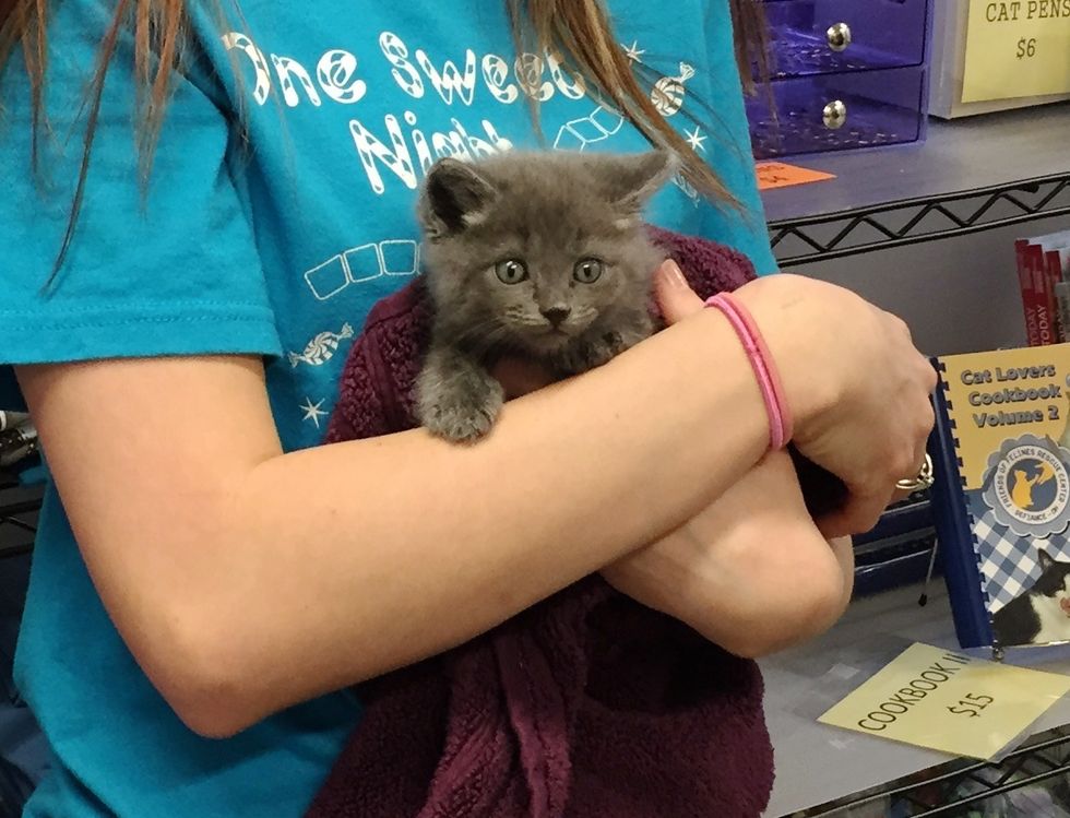 Wonder Cat Without Rear Legs Doesn't Let Anything Slow Him Down - Love Meow