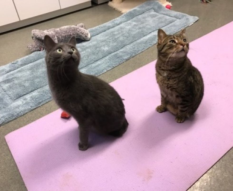 Wonder Cat Without Rear Legs Doesn't Let Anything Slow Him Down - Love Meow