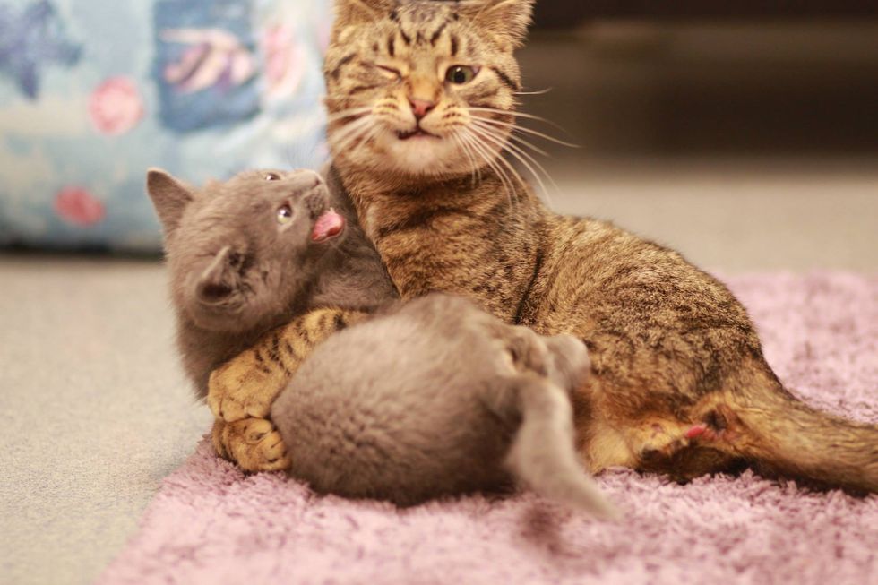 Wonder Cat Without Rear Legs Doesn't Let Anything Slow Him Down - Love Meow