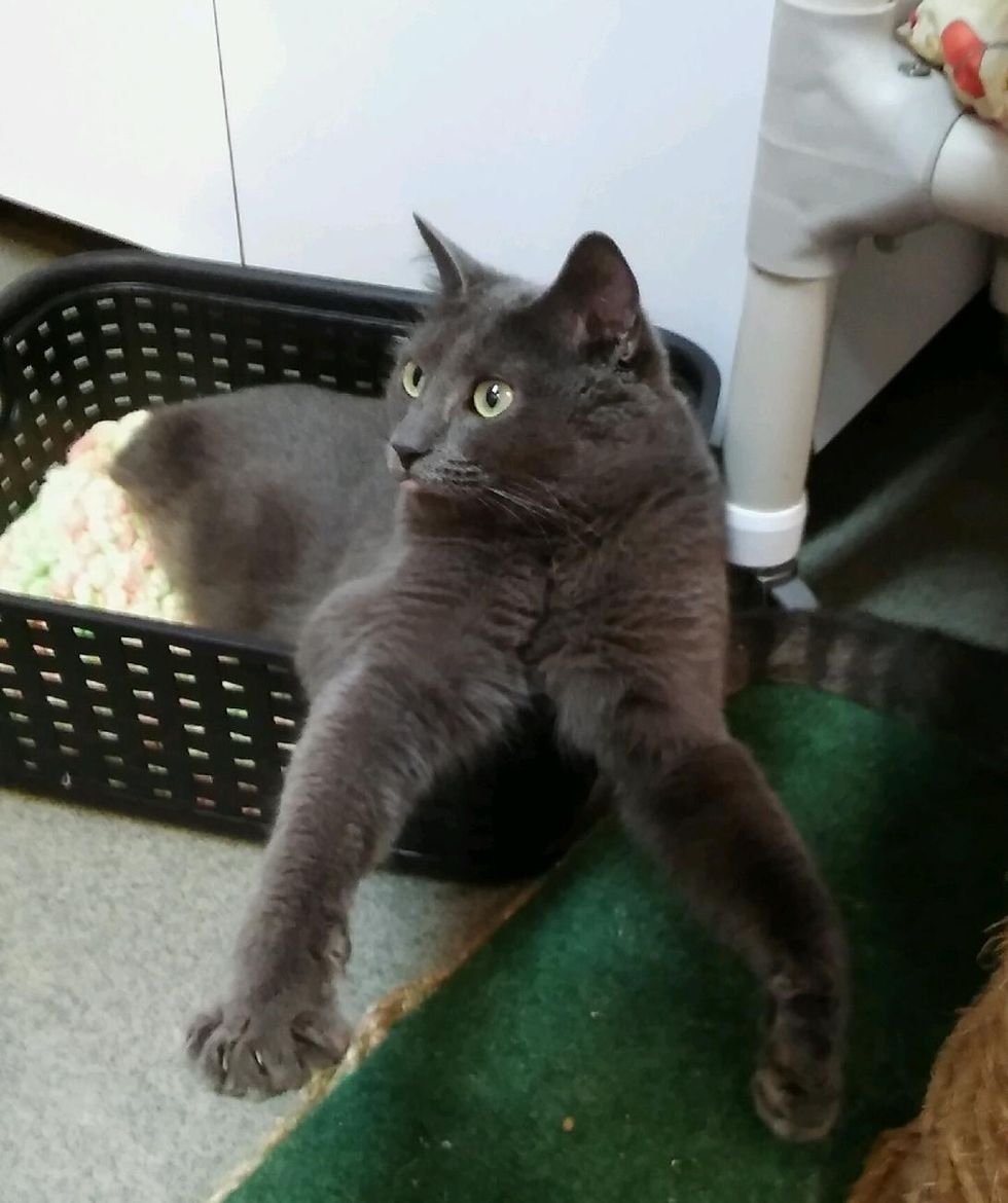 Wonder Cat Without Rear Legs Doesn't Let Anything Slow Him Down - Love Meow