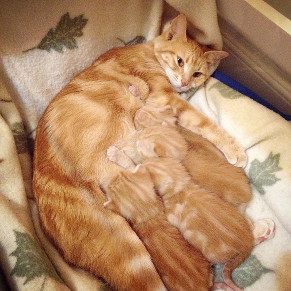 They Saved Sweet Ginger Cat, 10 Days Later She Brought Them Four Little ...