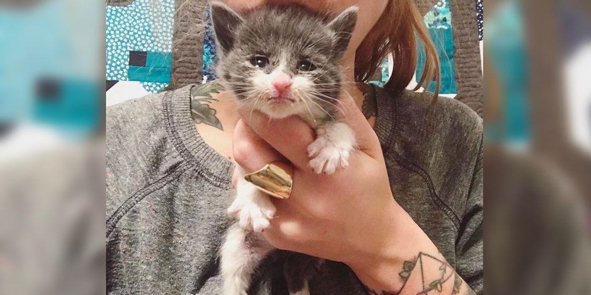 Woman Saves Tiniest Kitten Whose Mom Couldn't Care for Her, 7 Days ...