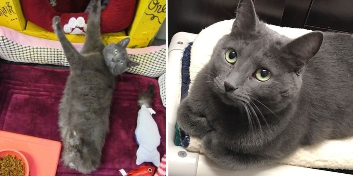 Wonder Cat Without Rear Legs Doesn't Let Anything Slow Him Down - Love Meow