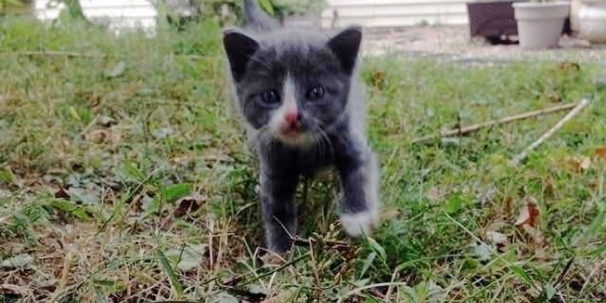 Stray Kitten Meowing Nonstop in Backyard Scampers Her Way into a Person ...