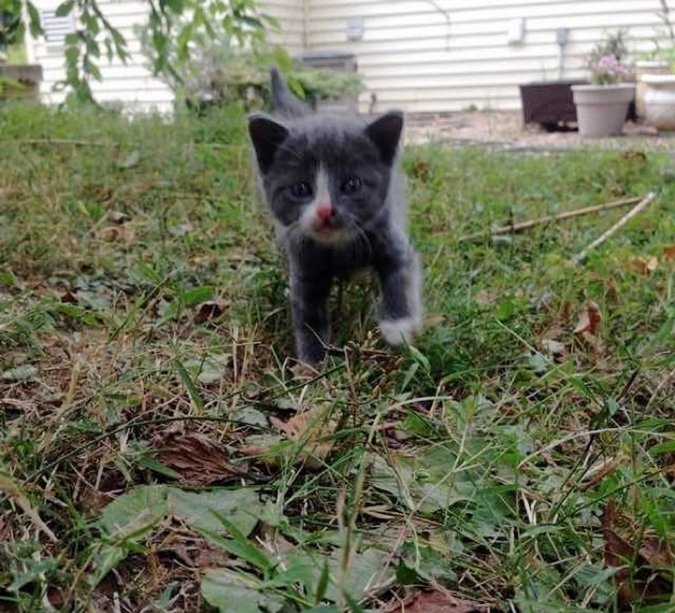 Stray Kitten Meowing Nonstop in Backyard Scampers Her Way into a Person ...