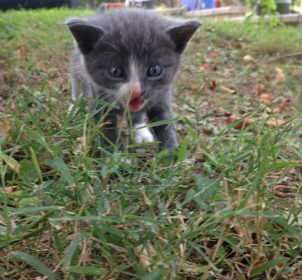 Stray Kitten Meowing Nonstop in Backyard Scampers Her Way into a Person ...