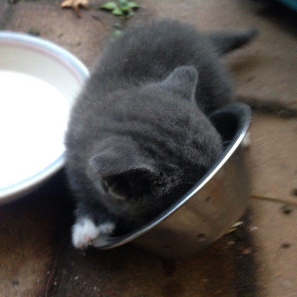 Stray Kitten Meowing Nonstop in Backyard Scampers Her Way into a Person ...