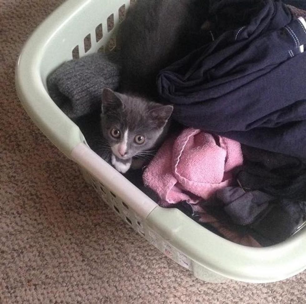 Stray Kitten Meowing Nonstop in Backyard Scampers Her Way into a Person ...