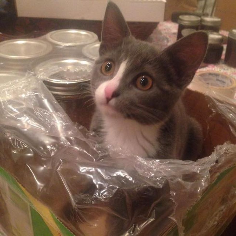 Stray Kitten Meowing Nonstop in Backyard Scampers Her Way into a Person ...