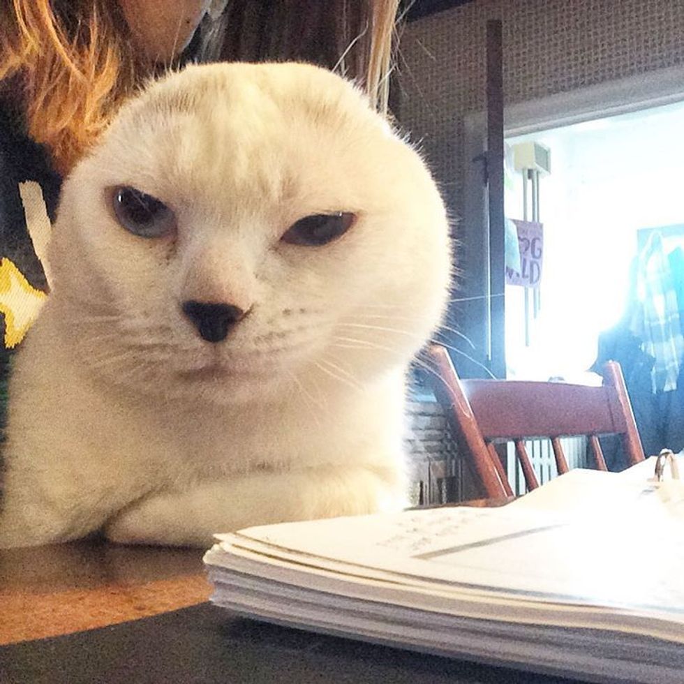 Woman Takes a Chance on Earless Senior Cat While Others Pass Him By, A ...