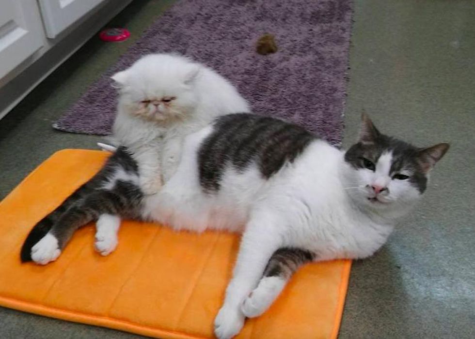 Wobbly Cat Surprises Others With What He Can Do, Now Helps Special ...