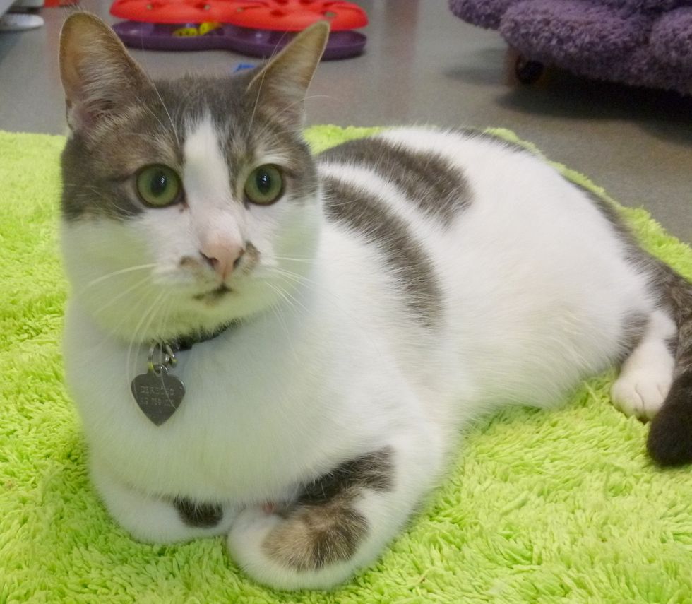 Wobbly Cat Surprises Others With What He Can Do, Now Helps Special ...