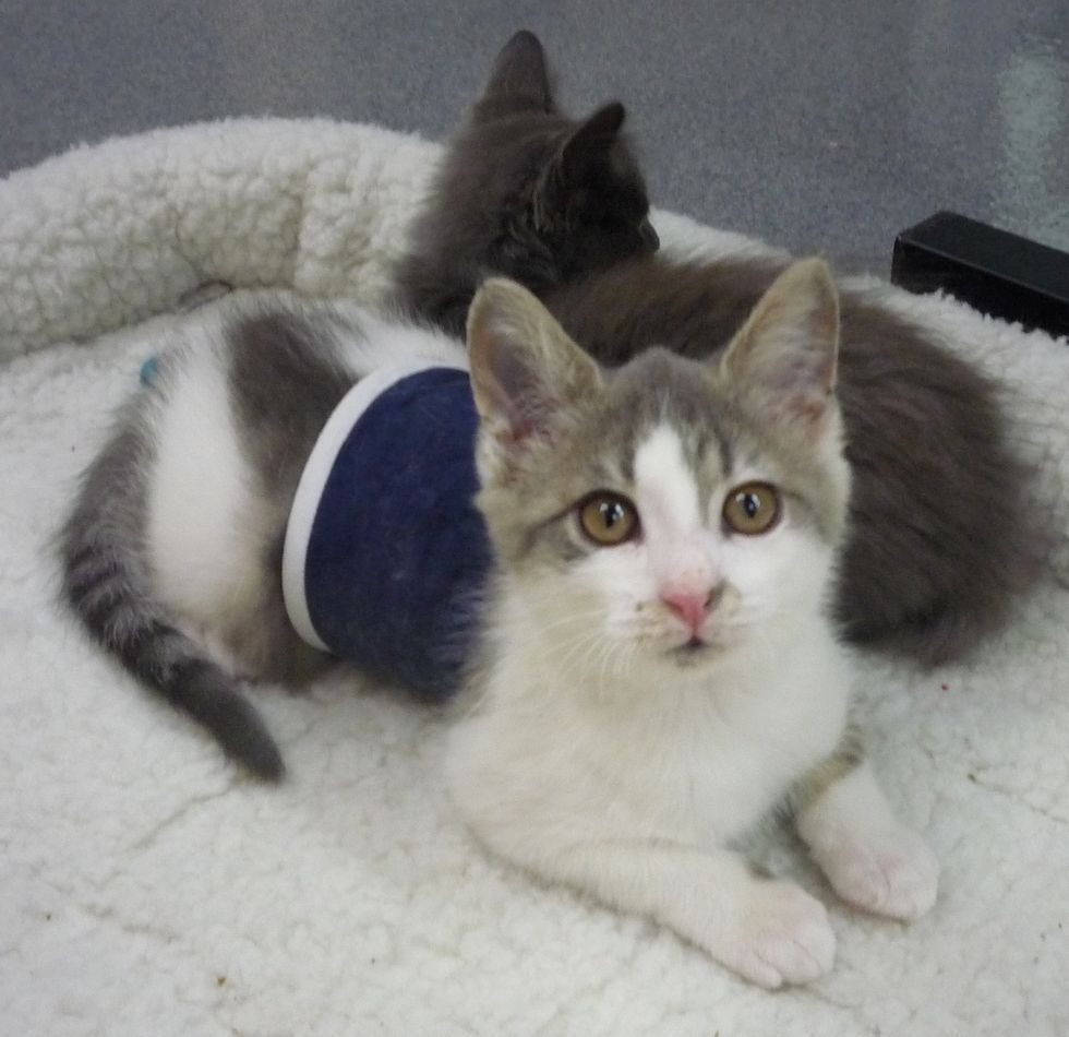 Wobbly Cat Surprises Others With What He Can Do, Now Helps Special ...